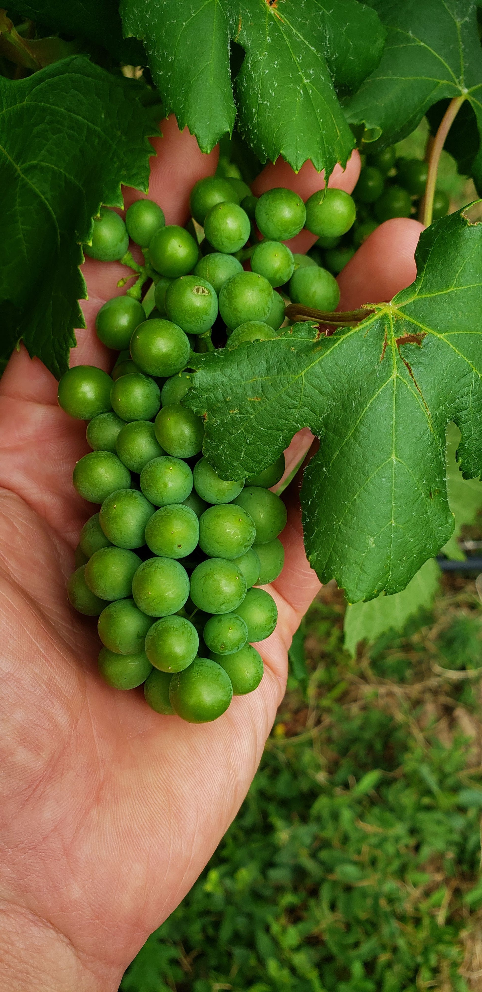 Colorado Wines – Ajax Cellars
